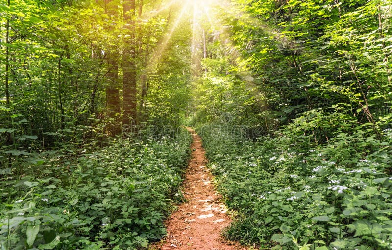 Forest Path in the Sunshine Stock Photo - Image of path, summer: 237180610