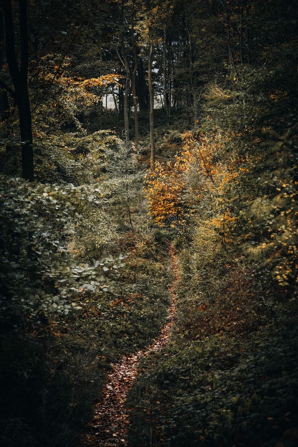 Forest Path Surrounded by Dense Autumn Trees Stock Image - Image of ...