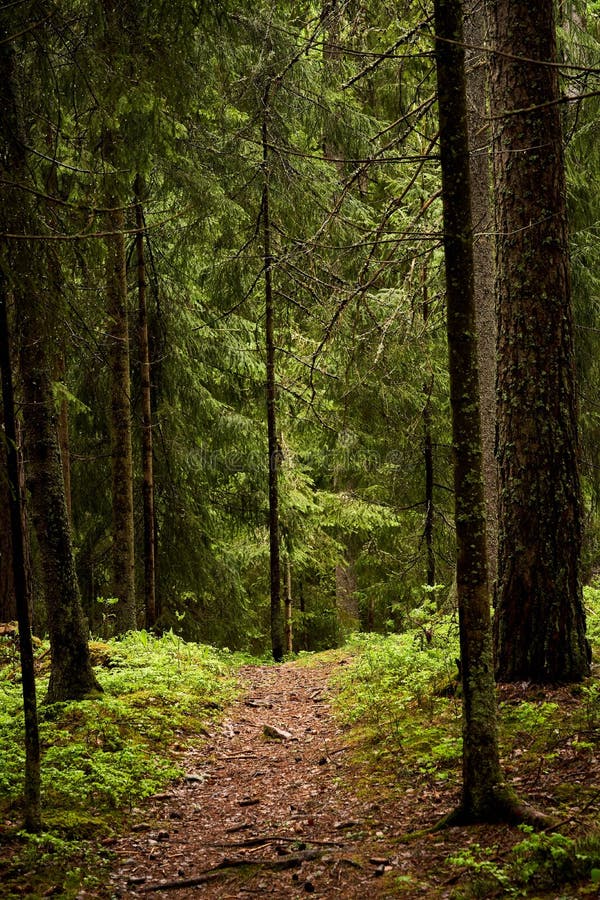Forest Path Surrounded by Dense Trees Stock Image - Image of travel ...