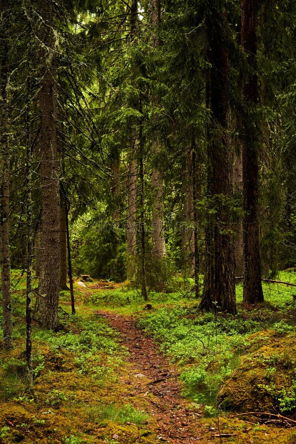 Forest Path Surrounded by Dense Trees Stock Photo - Image of greenery ...