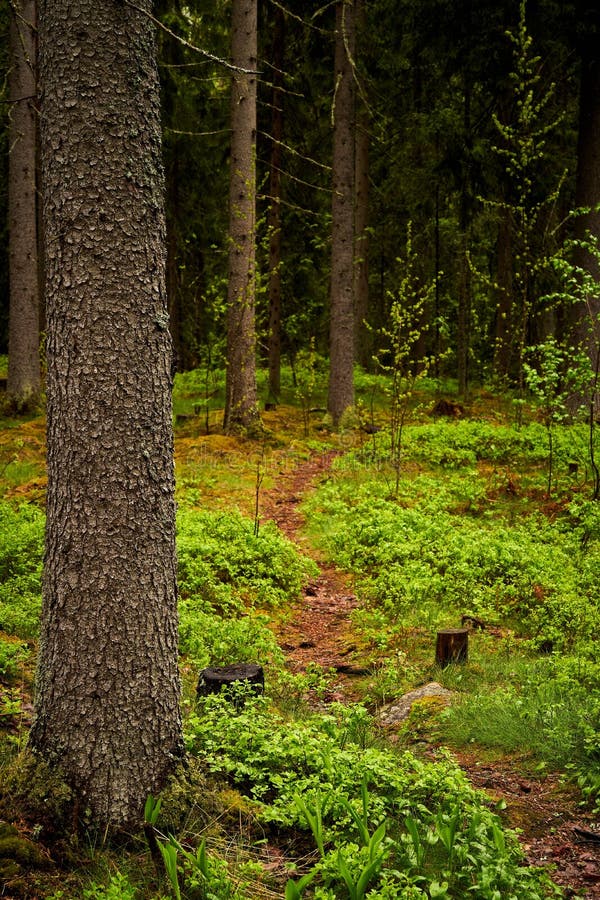 Forest Path Surrounded by Dense Trees Stock Image - Image of drone ...