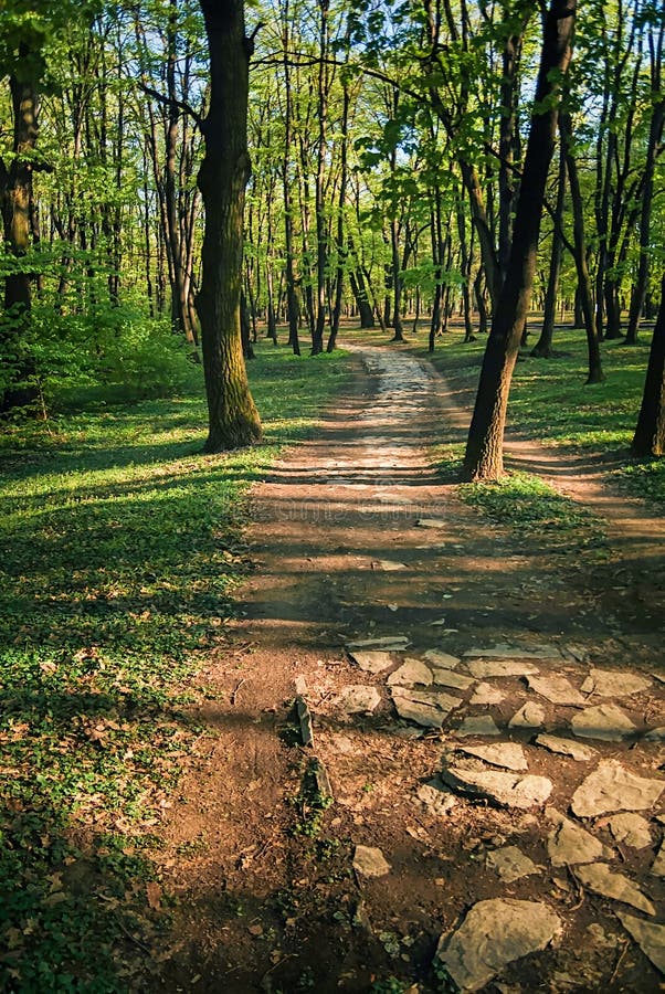 Forest Path Surrounded by Fresh Green Spring Colors Stock Photo - Image ...