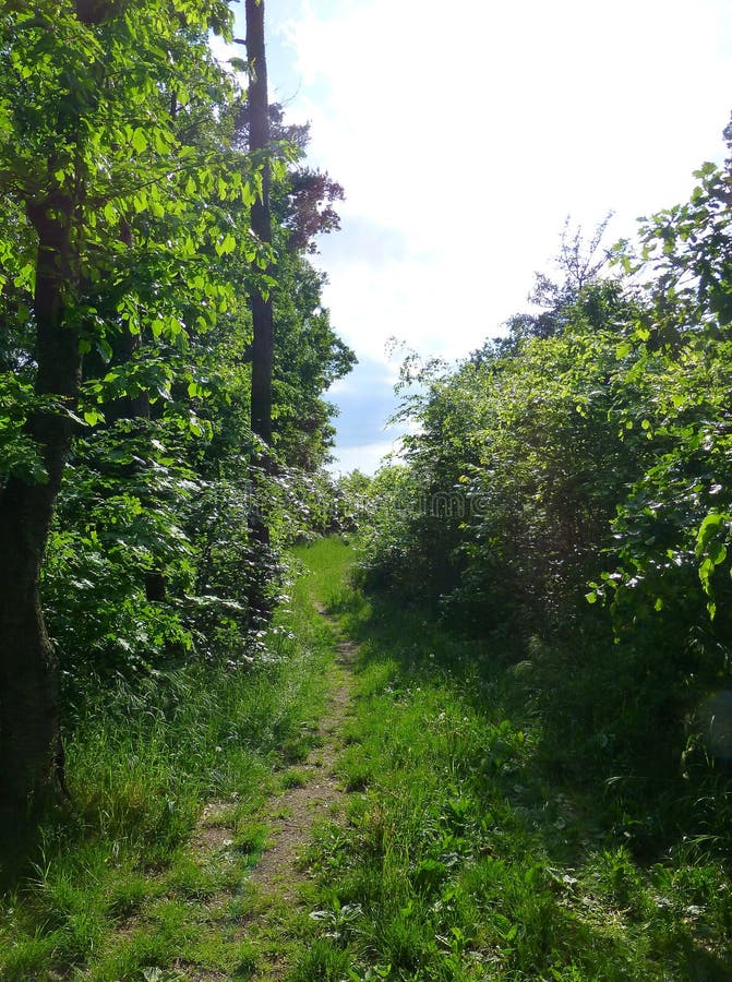 Forest Path Surrounded by a Lush Vegetation Stock Photo - Image of road ...