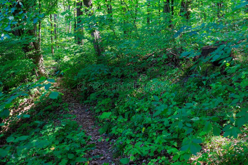 A Forest with a Path through it Stock Image - Image of sunlight ...