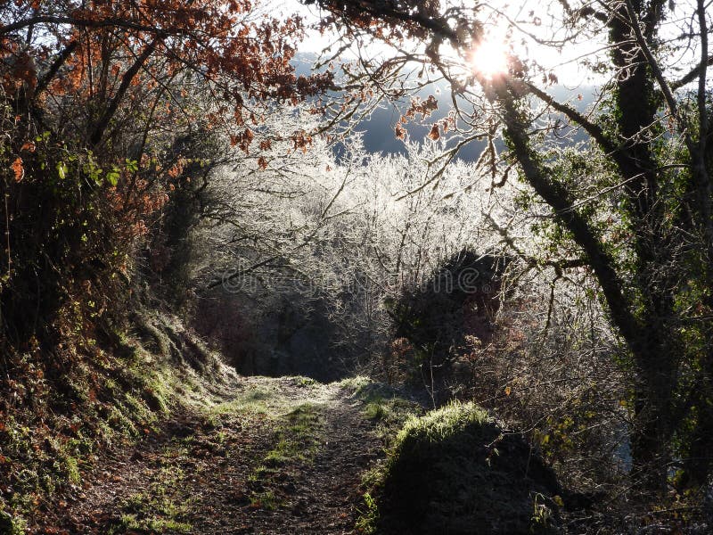 Forest Path Surrounded by Trees in the Early Winter Stock Image - Image ...