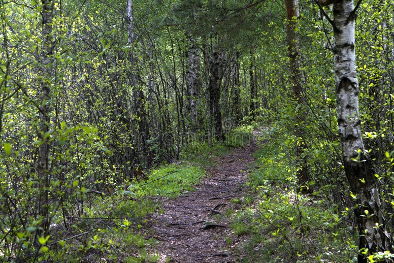 Life of forest plants stock photo. Image of forest, clearing - 179406806