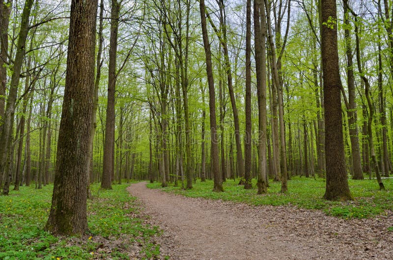 Forest Path among Tall, Green Trees in Spring Stock Image - Image of ...