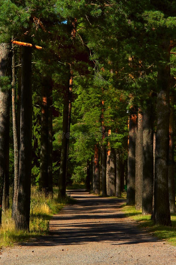 Path between Trees in the Forest Stock Photo - Image of green, lane ...