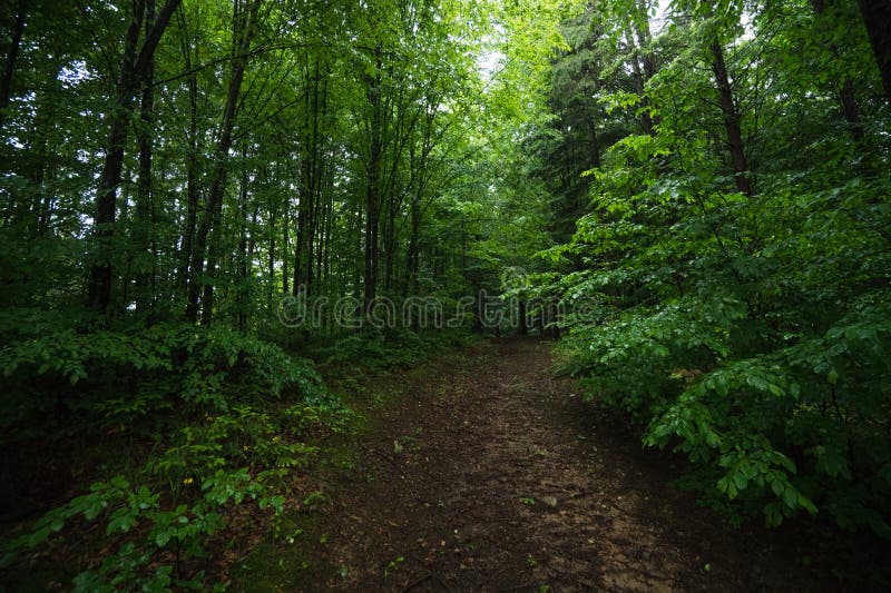Forest Path and Tall Trees in a Beautiful Natural Park Reservation ...