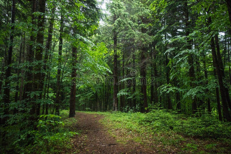 Forest Path and Tall Trees in a Beautiful Natural Park Reservation ...