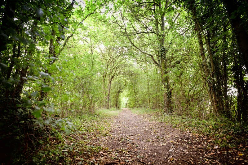 Path through Lush Shallow Depth of Field Forest Landscape in Eng Stock ...