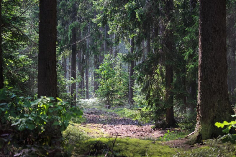 Forest Path in the Thicket of Coniferous Old Forest Stock Photo - Image ...
