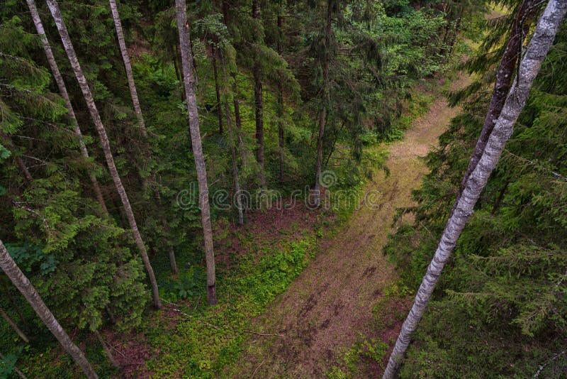 Forest Path, Top View Nature Background Stock Photo - Image of ...