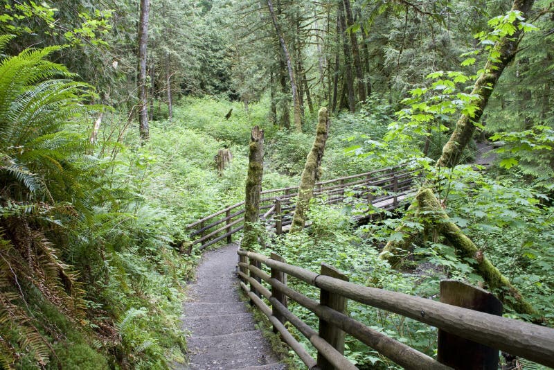 Forest path trail stock photo. Image of park, path, hiking - 32022146