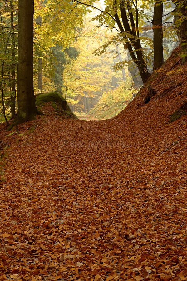 Forest path with a tree stock image. Image of light, colorful - 27460997
