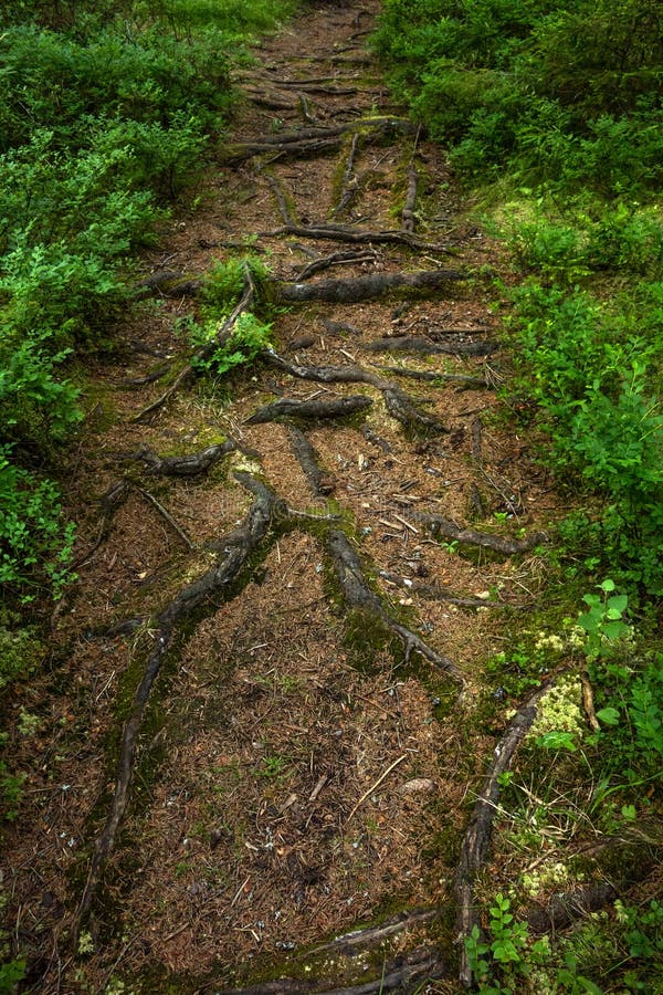 Forest Path with Tree Roots Stock Photo - Image of park, wood: 189236194