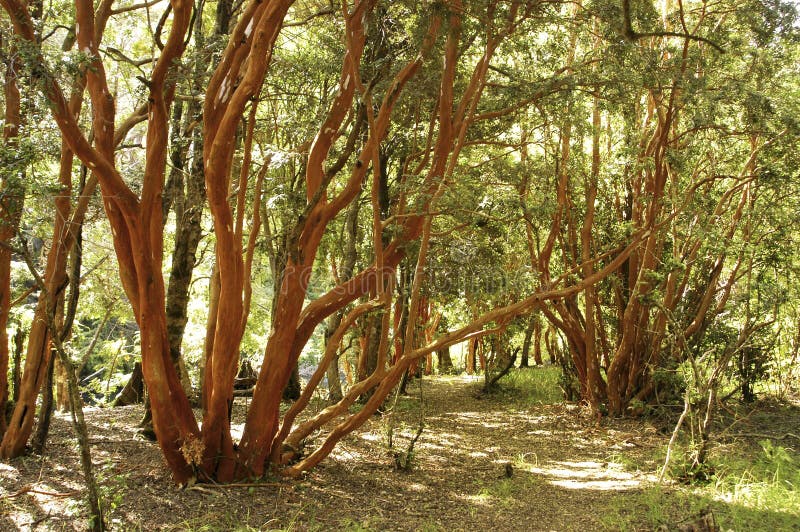 Arrayan Tree in Huerquehue National Park, Chile Stock Photo - Image of ...