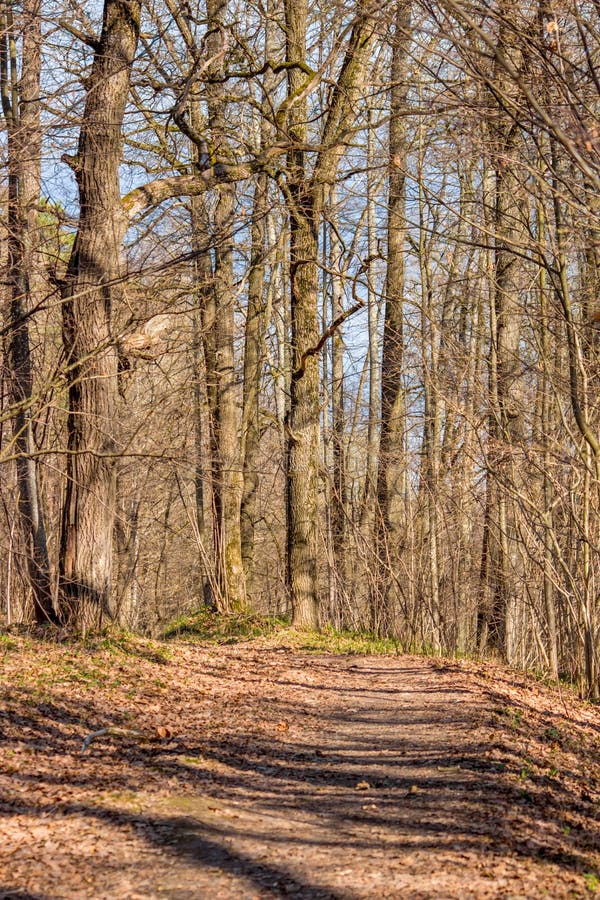 Forest Path with Trees without Foliage in Spring Stock Image - Image of ...