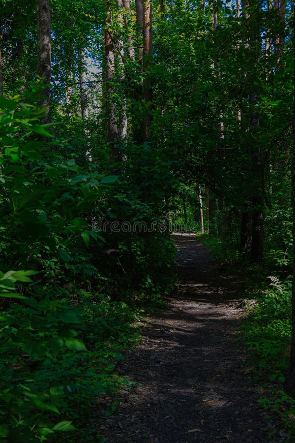 Forest Path among Trees in an Impenetrable Forest Stock Photo - Image ...