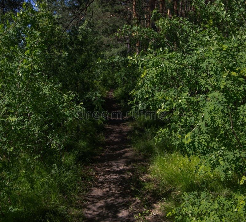 Forest Path among Trees in an Impenetrable Forest Stock Image - Image ...