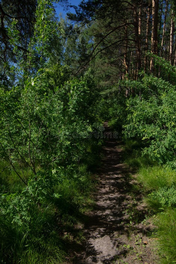 Forest Path among Trees in an Impenetrable Forest Stock Photo - Image ...