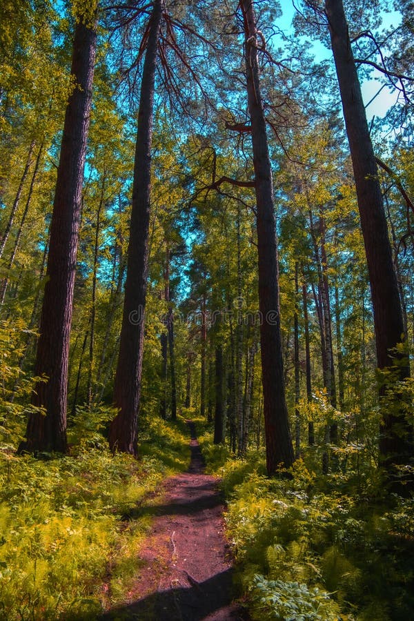 Forest Path among Trees in an Impenetrable Forest Stock Image - Image ...