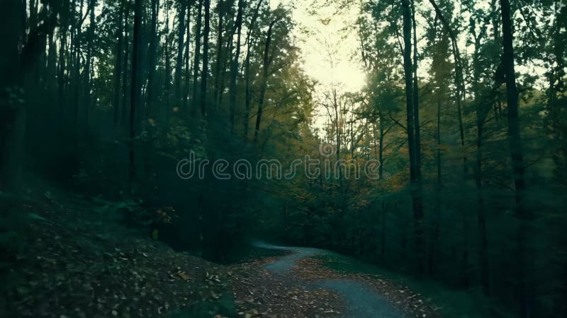Forest Path with Trees and Leaves on the Ground Stock Video - Video of ...