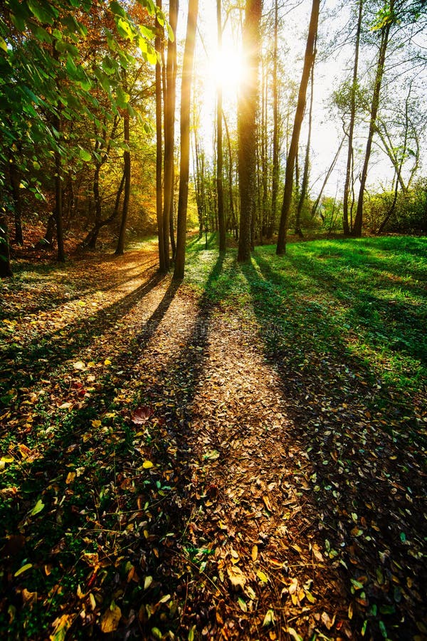 Sunset in the forest stock photo. Image of finnish, sunset - 56552636
