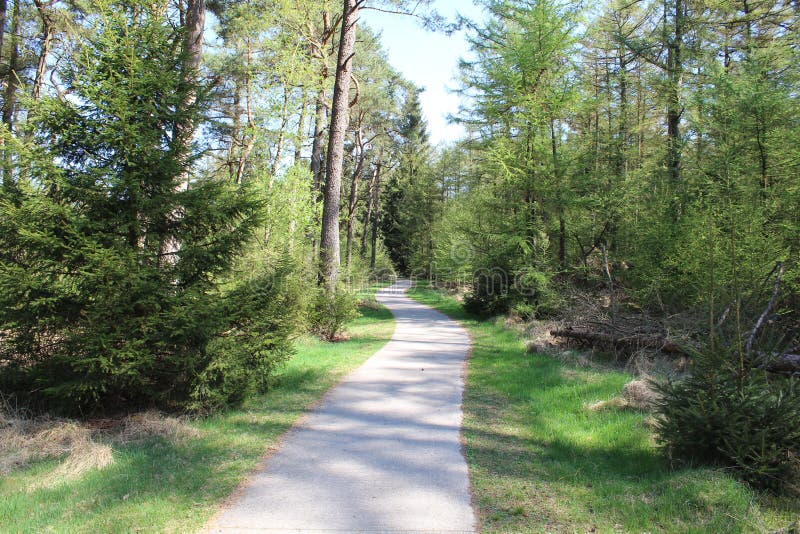Forest Path stock image. Image of summer, foilage, true - 114916235