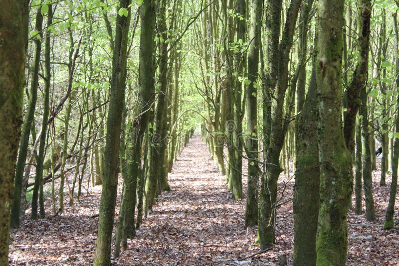 Forest Path stock photo. Image of tree, nature, park - 114916574