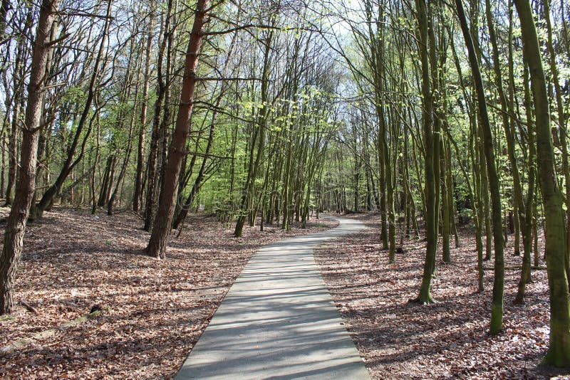 Forest Path stock photo. Image of forest, path, wood - 114916644