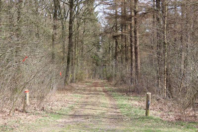 Forest Path stock image. Image of woods, path, pathway - 114007503