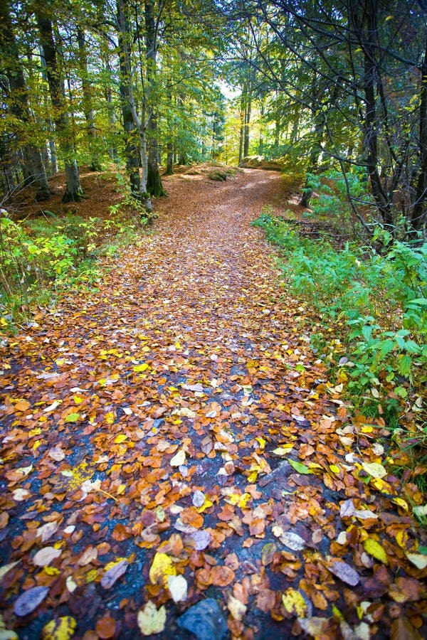 Forest path stock image. Image of hike, beauty, serenity - 1584237