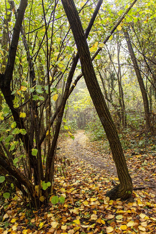 Still Green Trees on a Path Covered with Colored Leaves Stock Image ...