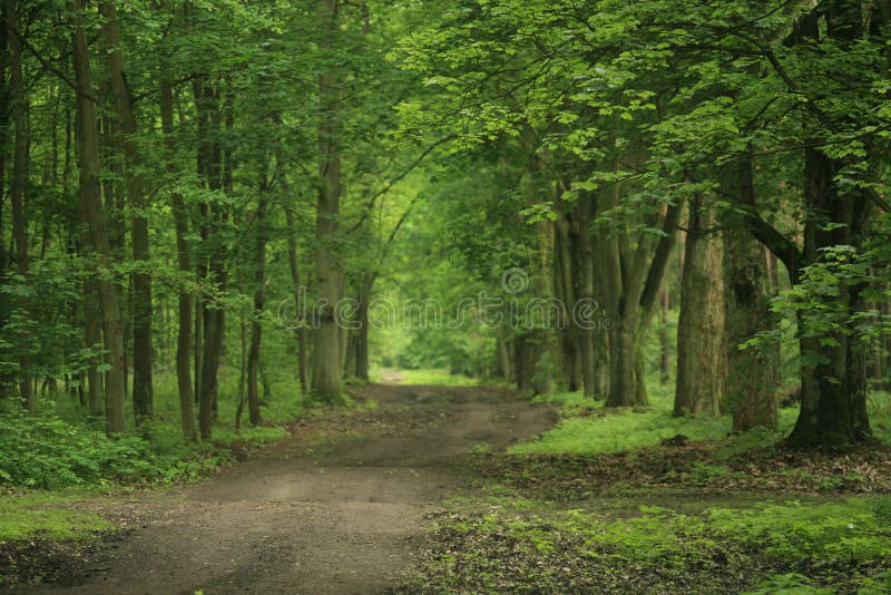 Forest path v2 stock photo. Image of path, dark, road - 13197476