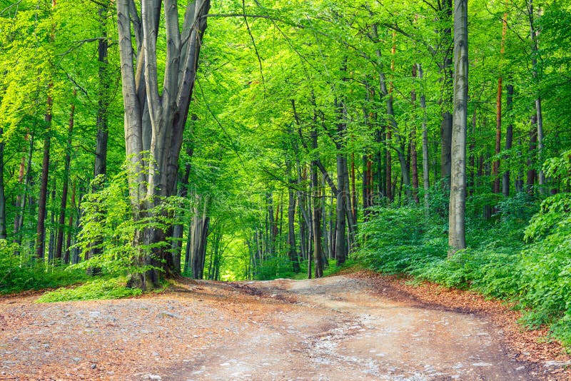 Track in Green Forest Nature with Lush Foliage Stock Image - Image of ...