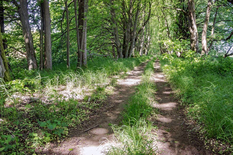 Forest Path for Walking, Road in the Forest in Summer, Forest Path in ...