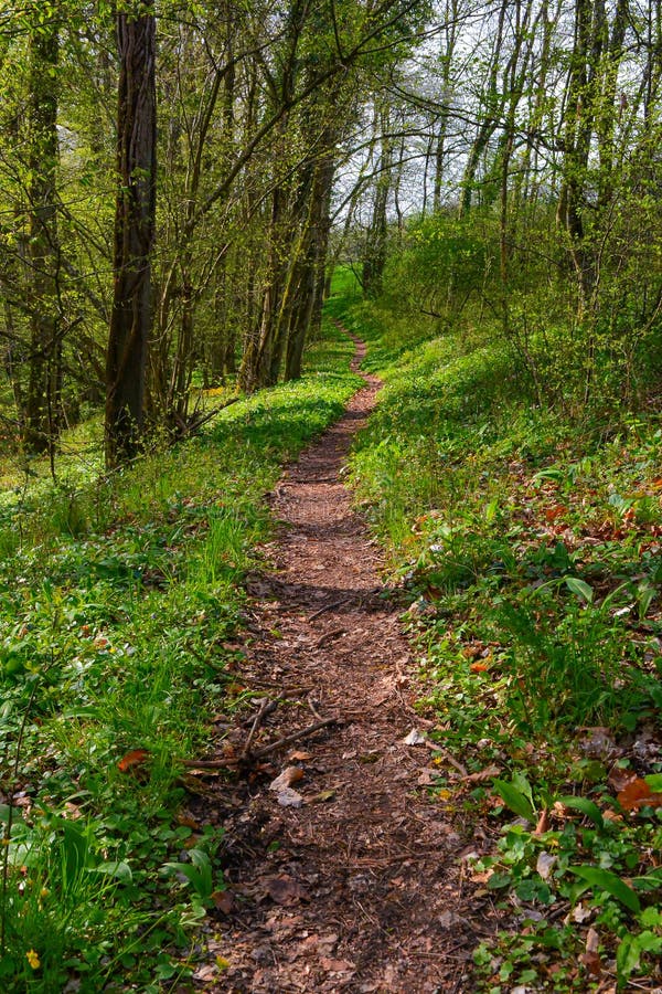 Forest Path Path Forest Path Path Walkway Route Green Nature Stock ...
