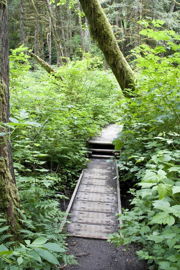 Forest path mountain trail stock image. Image of green - 31791523