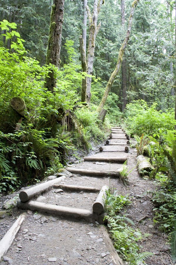 Forest path mountain trail stock photo. Image of dreamy - 31791790