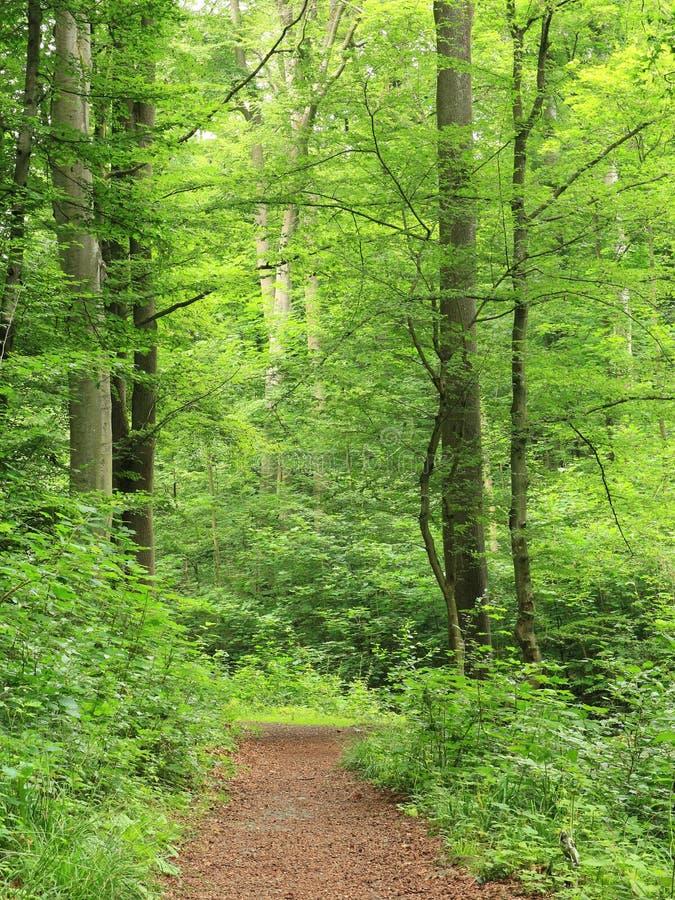 Forest path stock image. Image of forest, trunk, path - 97762731