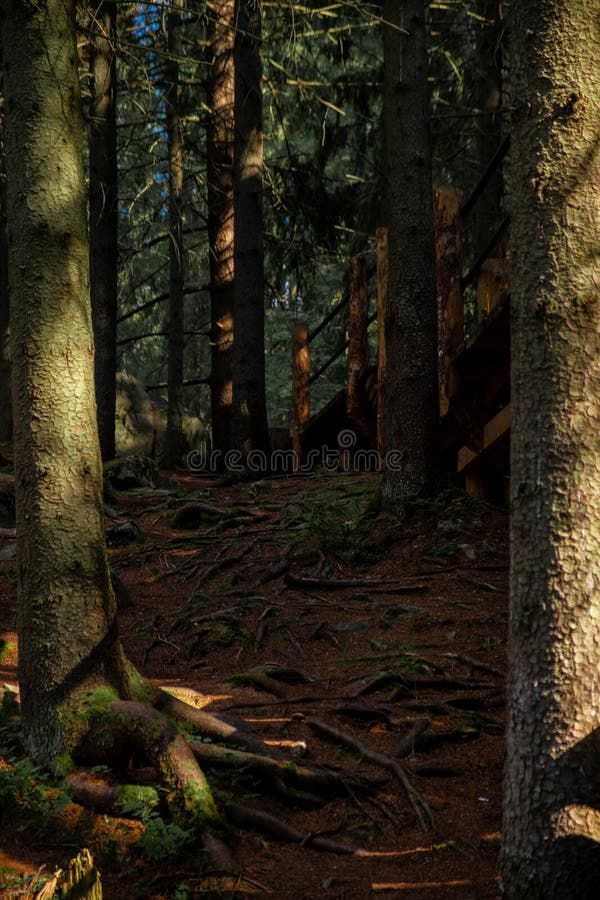 Forest Path among Coniferous Trees. Climbing Mount Paaso. Republic of ...