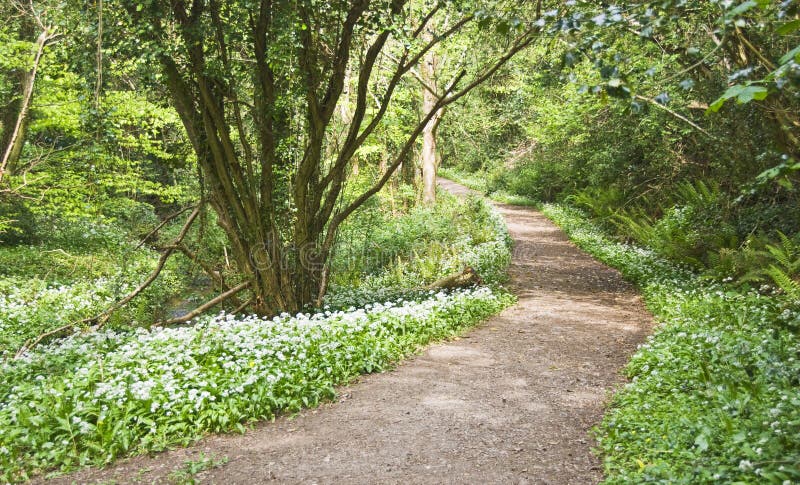 Forest Path with White Flowers Stock Image - Image of plants, growth ...