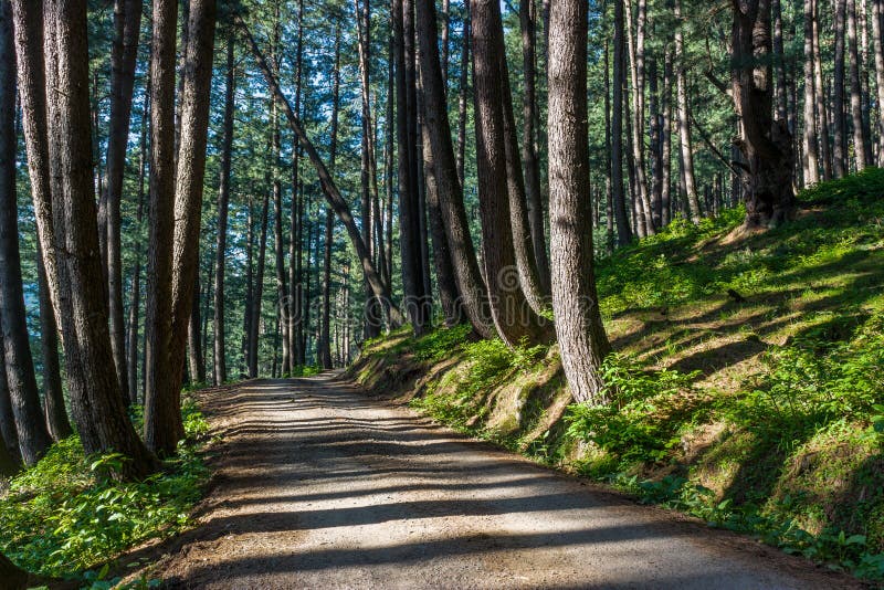 Forest path stock photo. Image of wilderness, wild, pine - 42374938