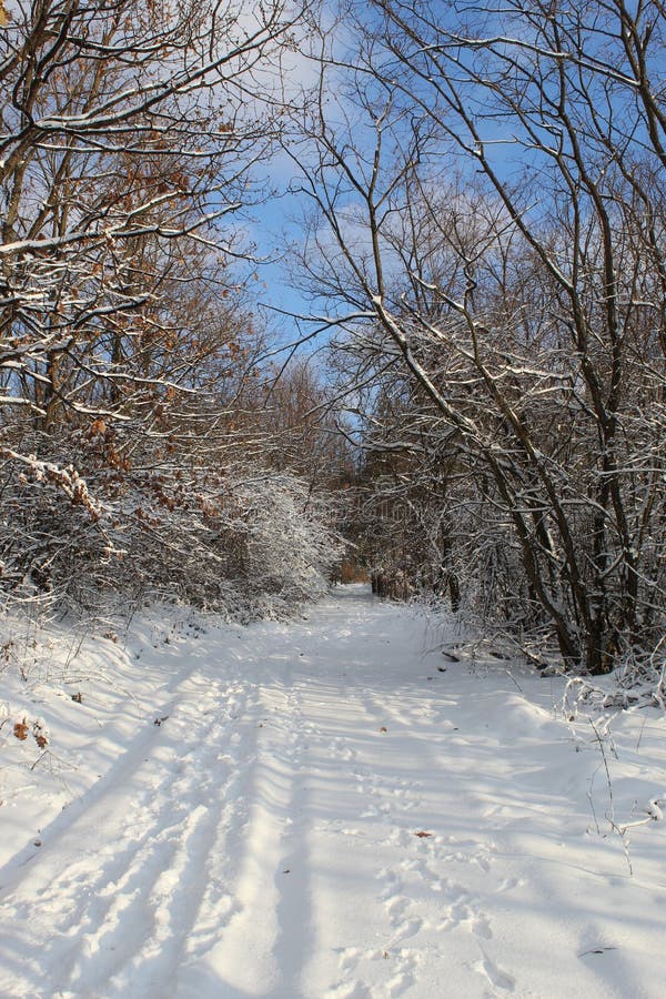 A Forest Path through the Wild Nature of a Mountain Painted in the ...