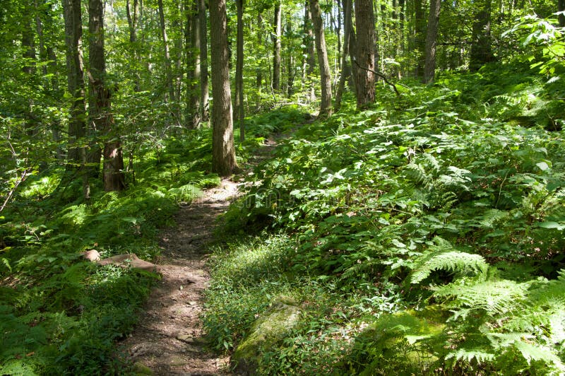 Forest Path stock image. Image of woods, winding, ferns - 43978587
