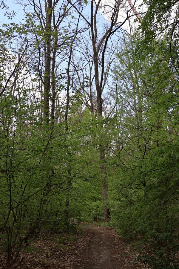 Forest Path Winding through Lush Green Trees Stock Photo - Image of ...