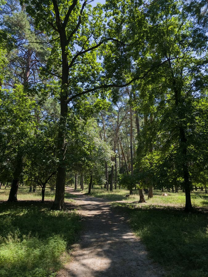 A Forest Path Winds through Tall Trees with Dense Green Canopies ...