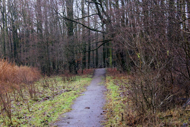 Forest path winter stock image. Image of bright, leafs - 83010985