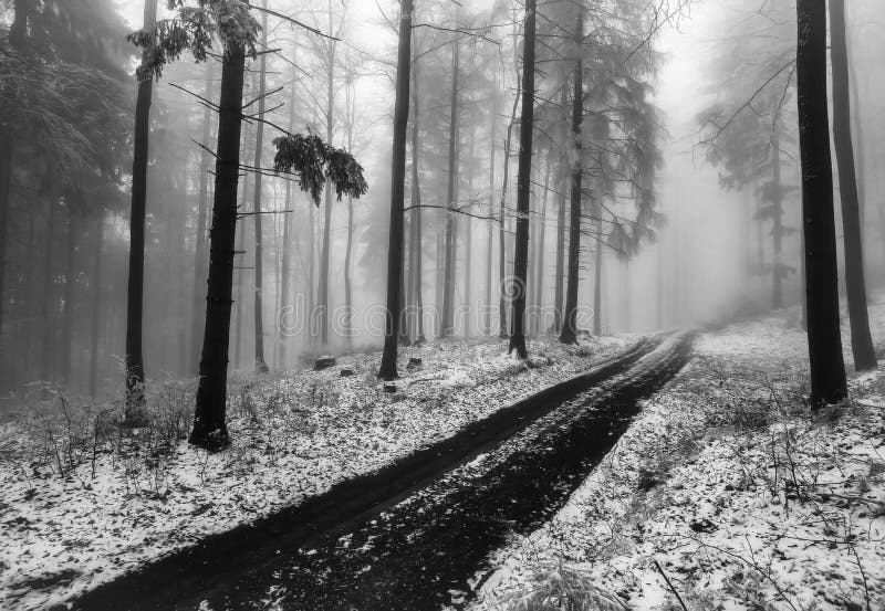 Forest Path through Winter Beech Forest Stock Photo - Image of branch ...